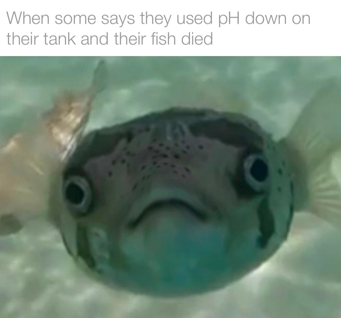 Aquarium Memes - Page 96 - Photos, Videos & Journals - Aquarium Co-Op Forum