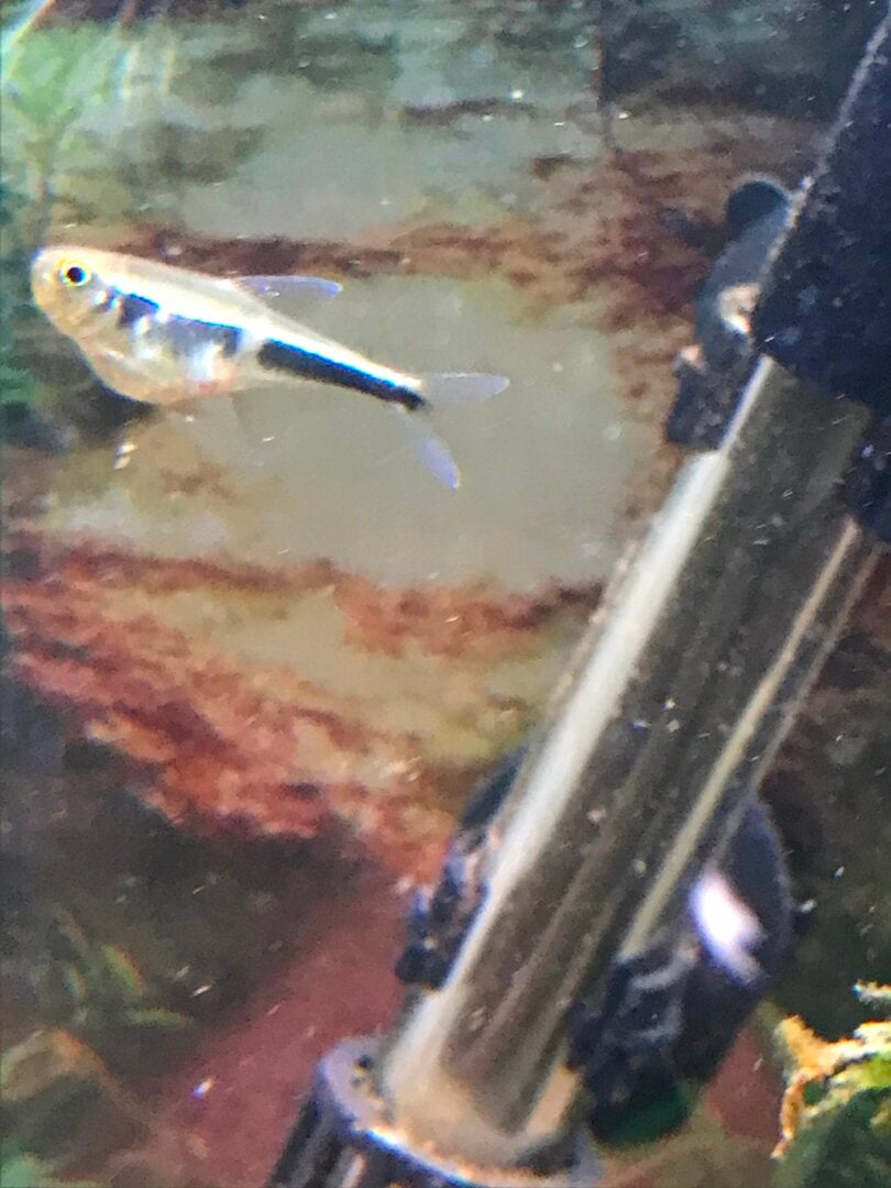 Black neons with columnaris (resolved) - Diseases - Aquarium Co-Op Forum