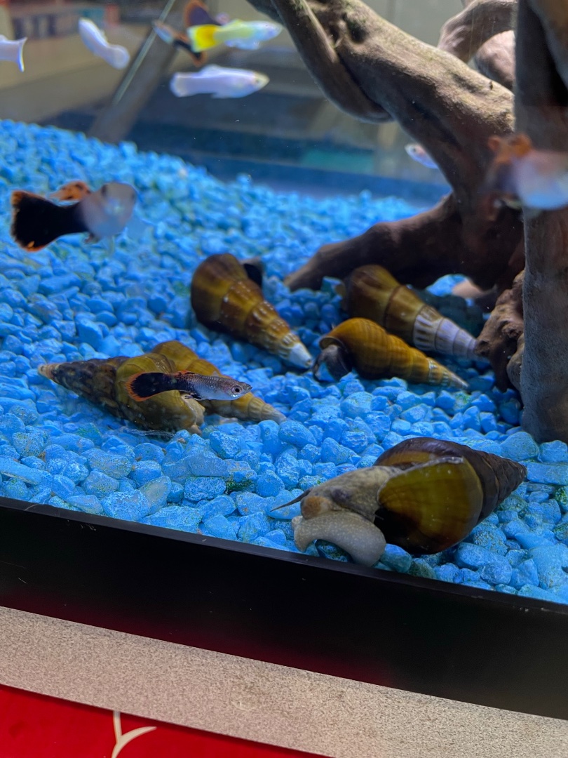 Taia naticoides Piano snails another adventure - Photos, Videos ...