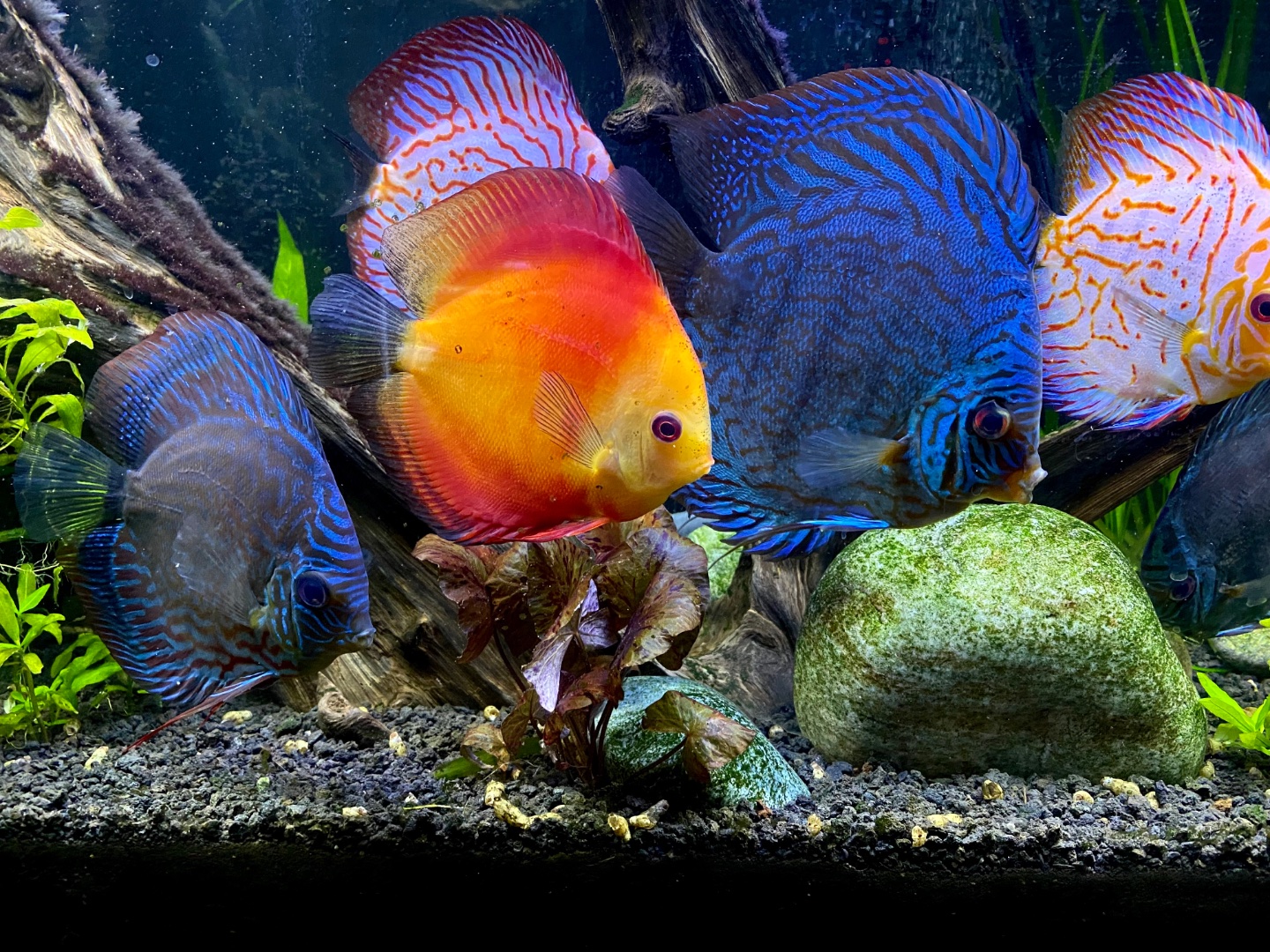 Shape of Tank and Substrate for Discus - General Chat - Aquarium Co-Op ...