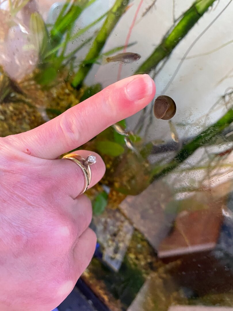 Taia naticoides Piano snails another adventure - Photos, Videos ...