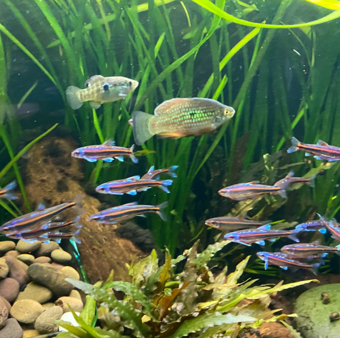 Florida Flagfish question - General Chat - Aquarium Co-Op Forum