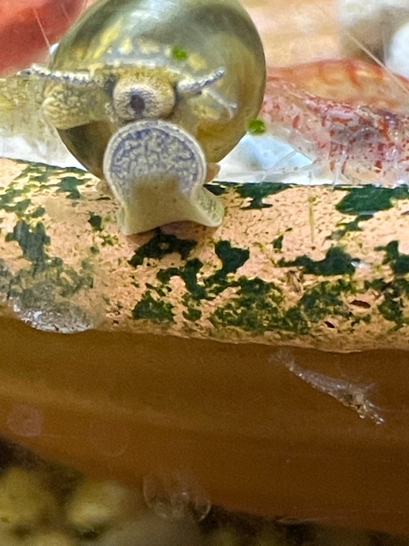 Taia naticoides Piano snails another adventure - Photos, Videos ...