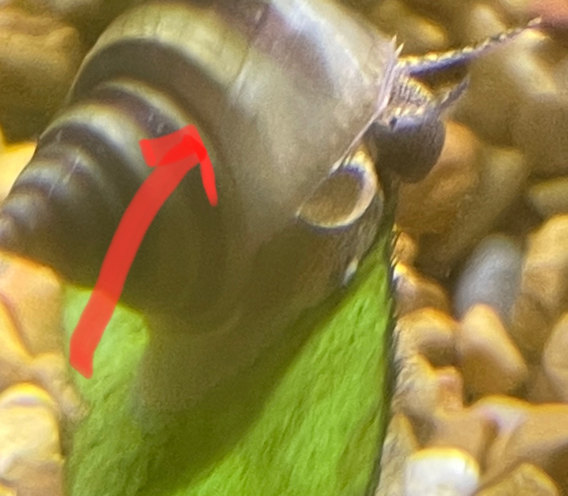 Taia naticoides Piano snails another adventure - Photos, Videos ...