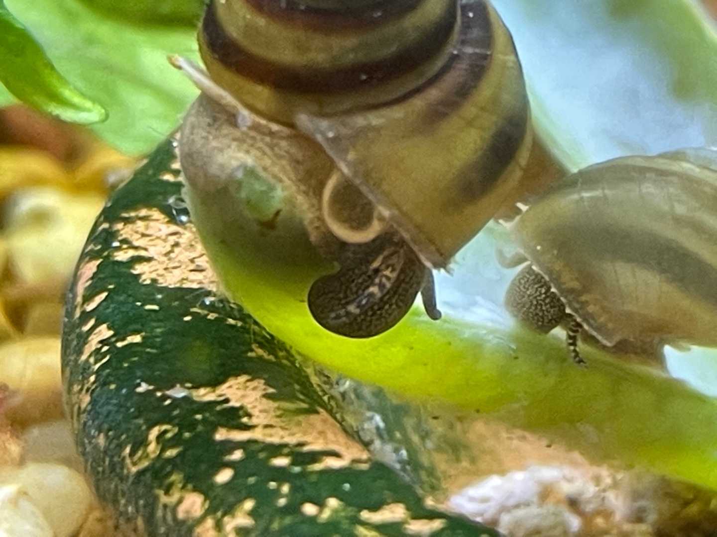 Taia naticoides Piano snails another adventure - Photos, Videos ...