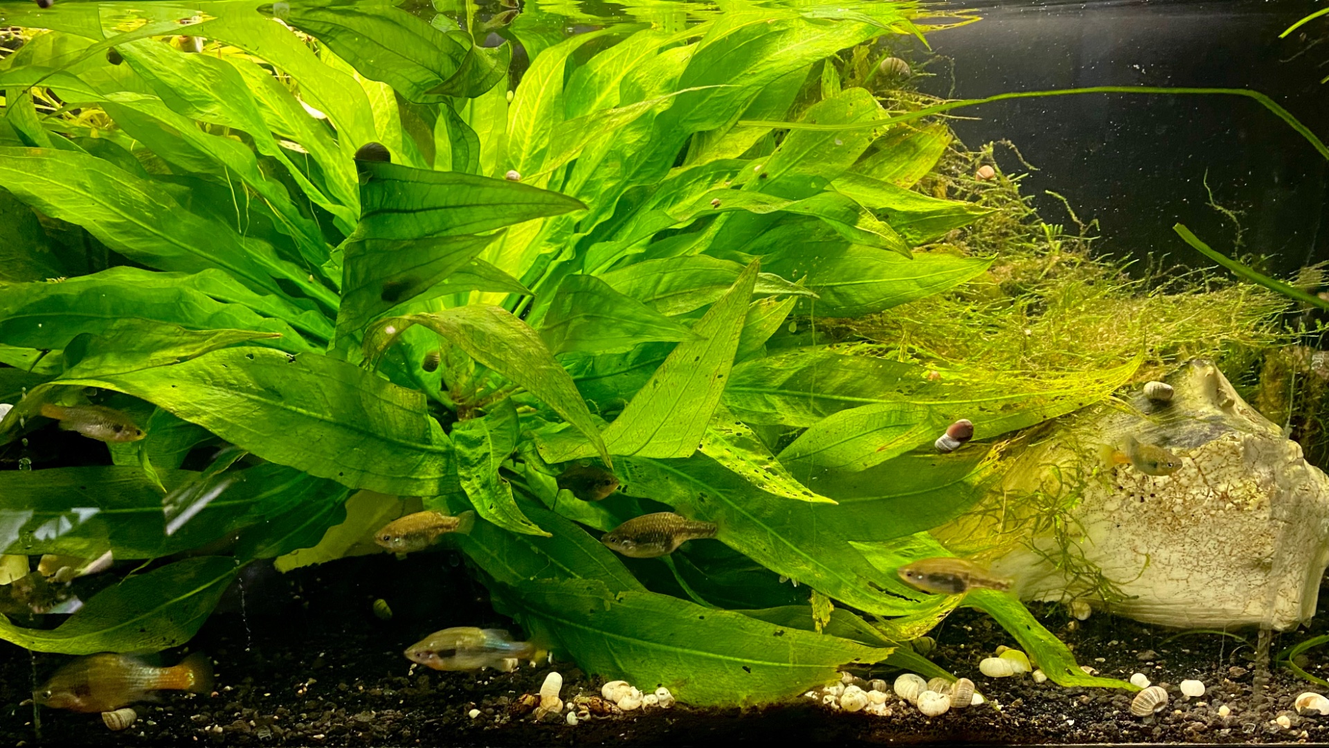 Photos of Tanks with Fry - Photos, Videos & Journals - Aquarium Co-Op Forum
