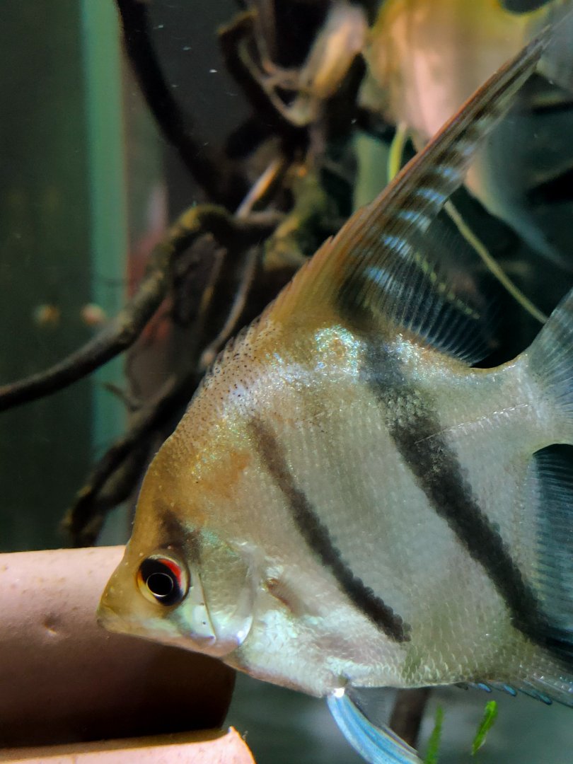 Mystery Angelfish Disease - Diseases - Aquarium Co-Op Forum