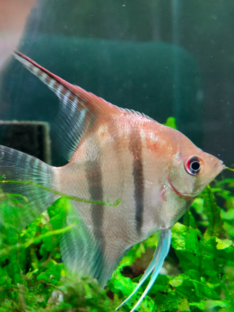 Mystery Angelfish Disease - Diseases - Aquarium Co-Op Forum