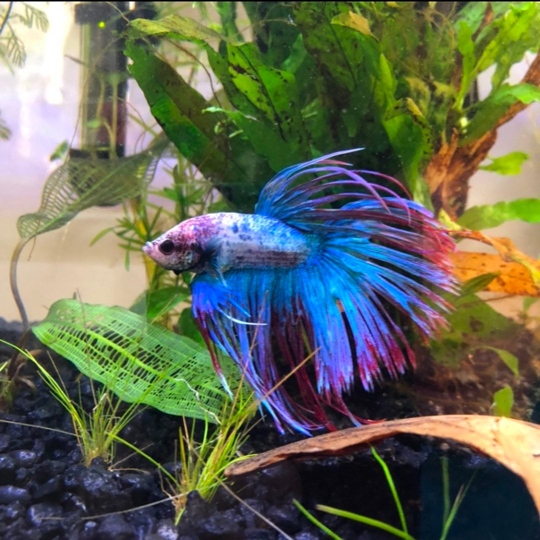 Fin/body rot getting worse - Diseases - Aquarium Co-Op Forum