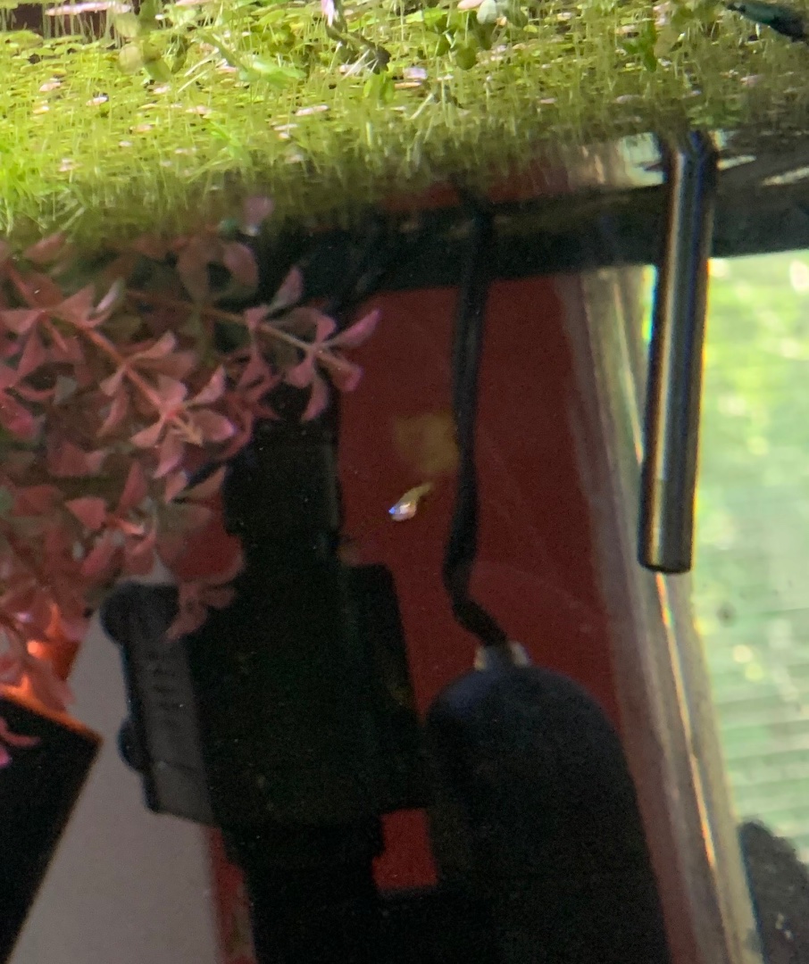 Daisy Ricefish babyboom - Fish Breeding - Aquarium Co-Op Forum