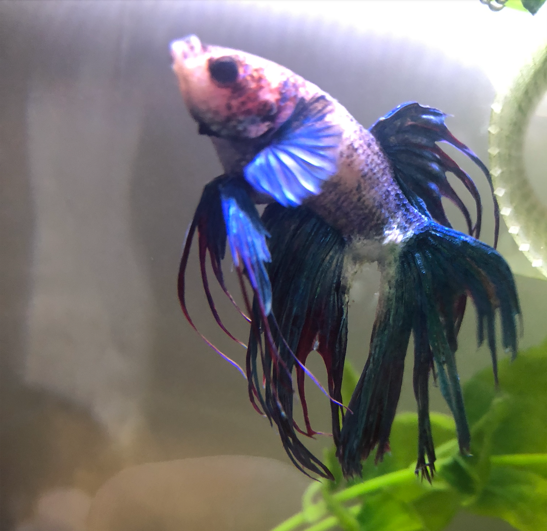 Fin/body rot getting worse - Diseases - Aquarium Co-Op Forum