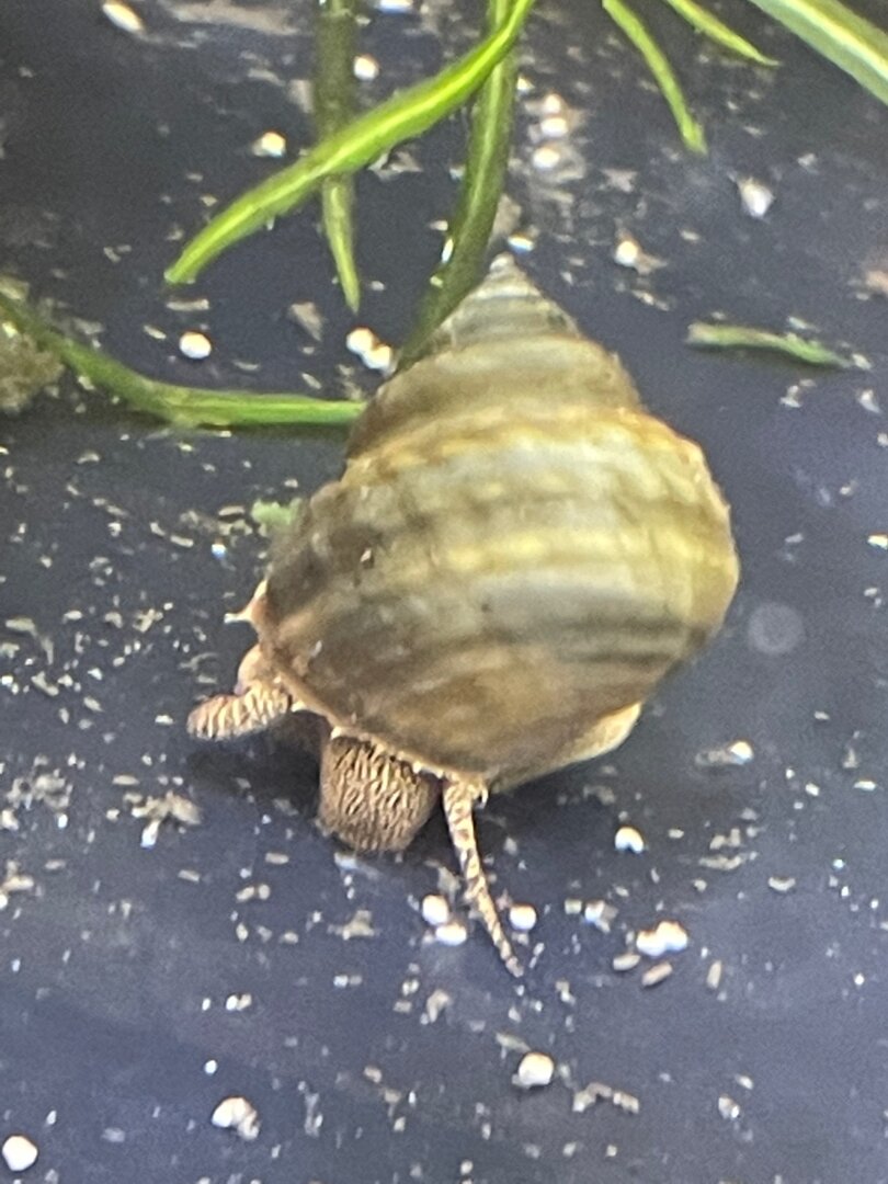 Taia naticoides Piano snails another adventure - Page 4 - Photos ...
