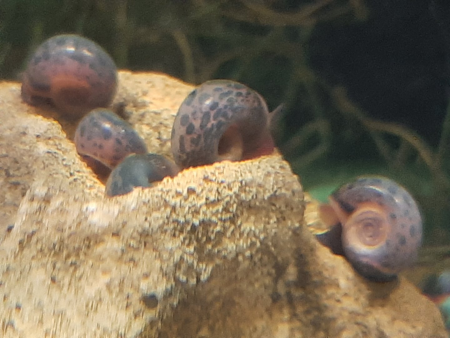 Ramshorn Snail Colors - Photos, Videos & Journals - Aquarium Co-Op Forum