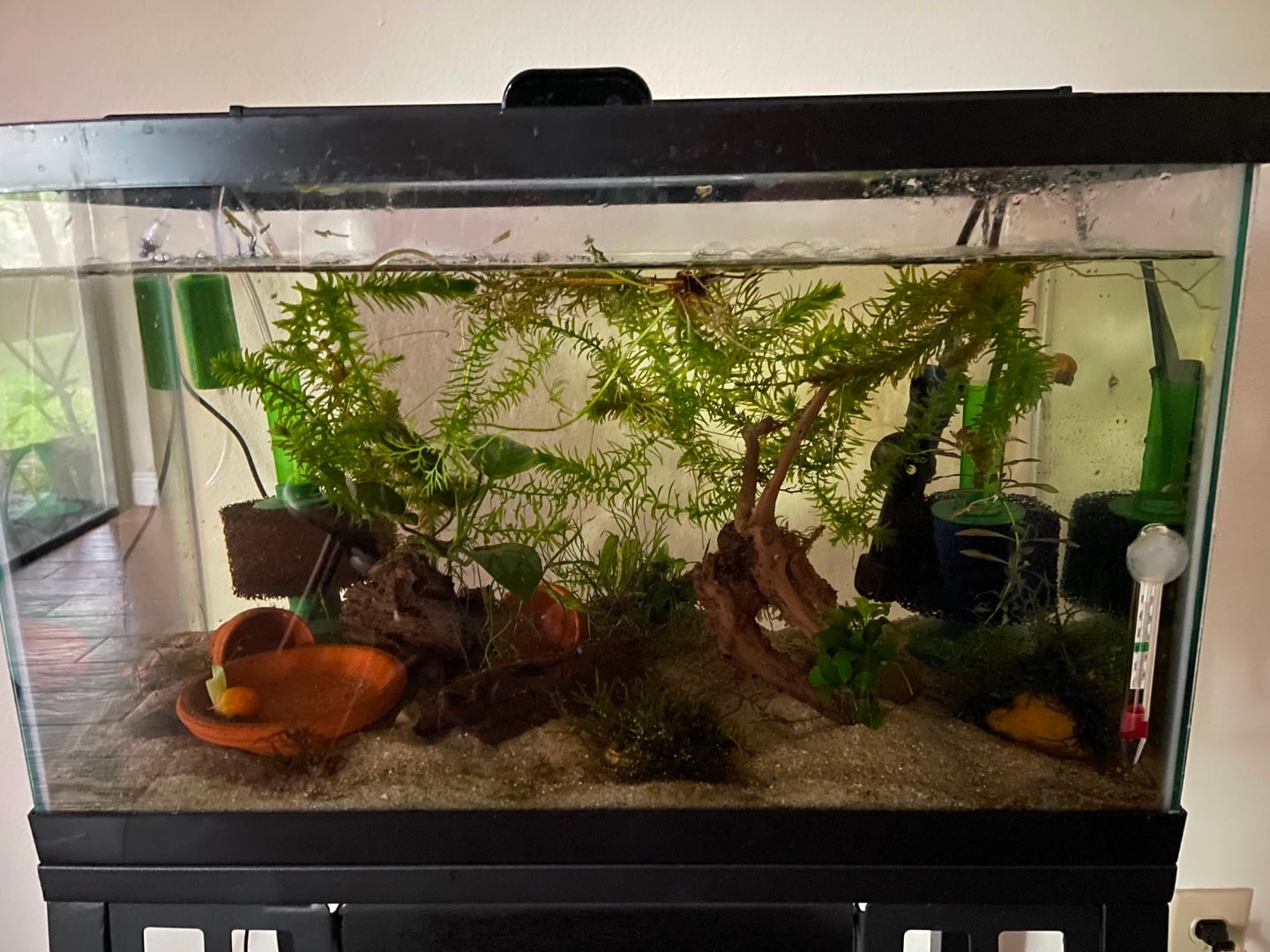 Black neons with columnaris (resolved) - Page 8 - Diseases - Aquarium ...
