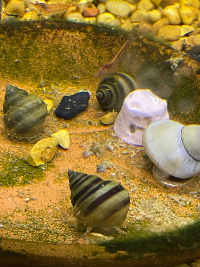Taia naticoides Piano snails another adventure - Page 3 - Photos ...