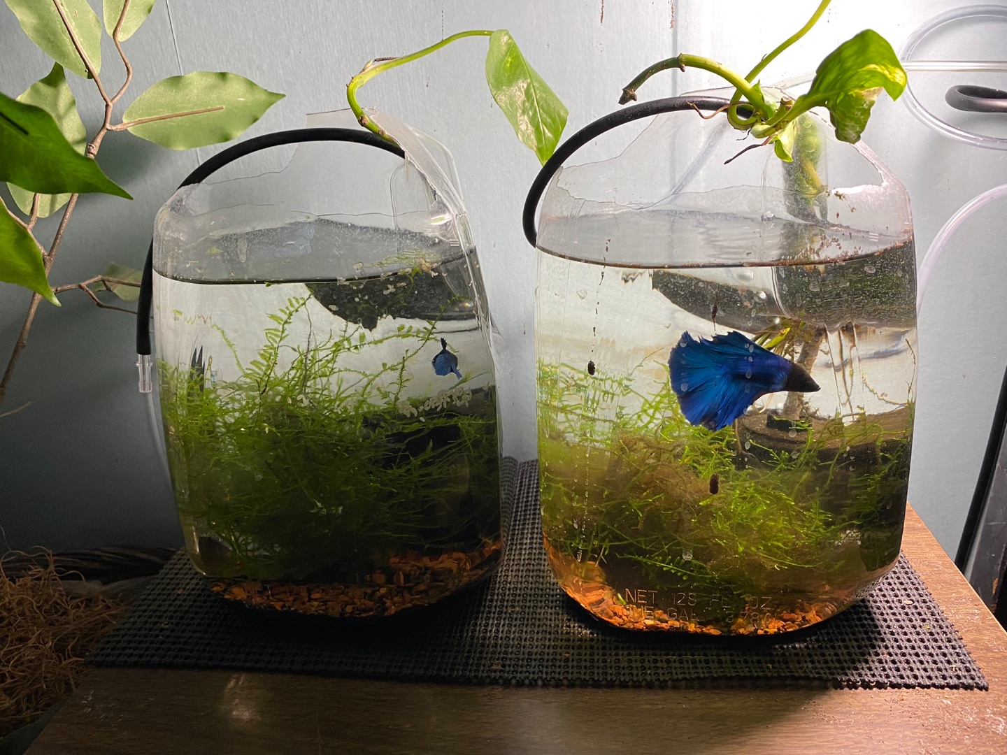 Breeding Bettas - General Chat - Aquarium Co-Op Forum