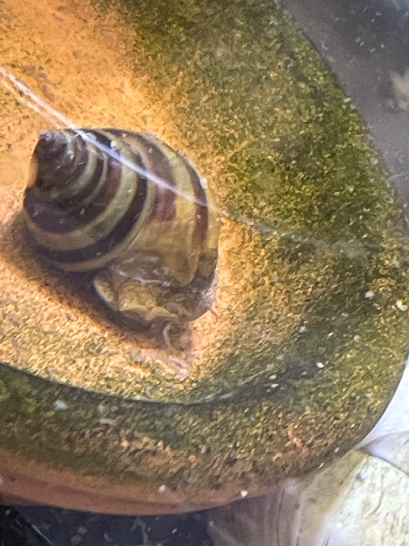 Taia naticoides Piano snails another adventure - Page 4 - Photos ...