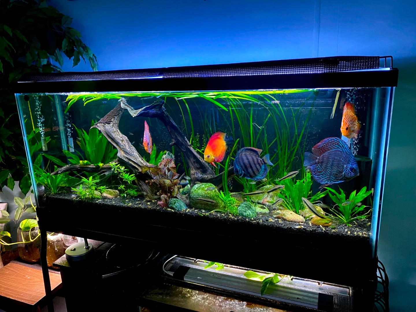 Amazon Grace & Ramland - Photos, Videos & Journals - Aquarium Co-Op Forum