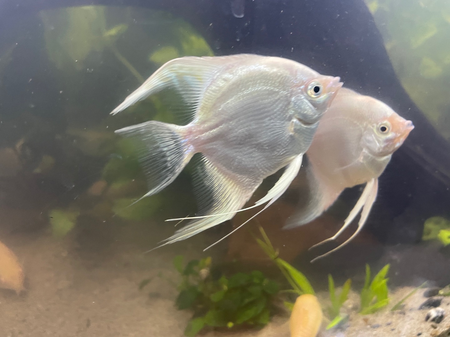 Share your angelfish pictures - Page 5 - Photos, Videos & Journals ...