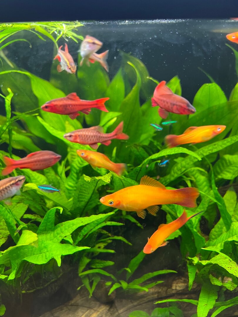 Ember Tetras vs Cherry Barb - General Chat - Aquarium Co-Op Forum