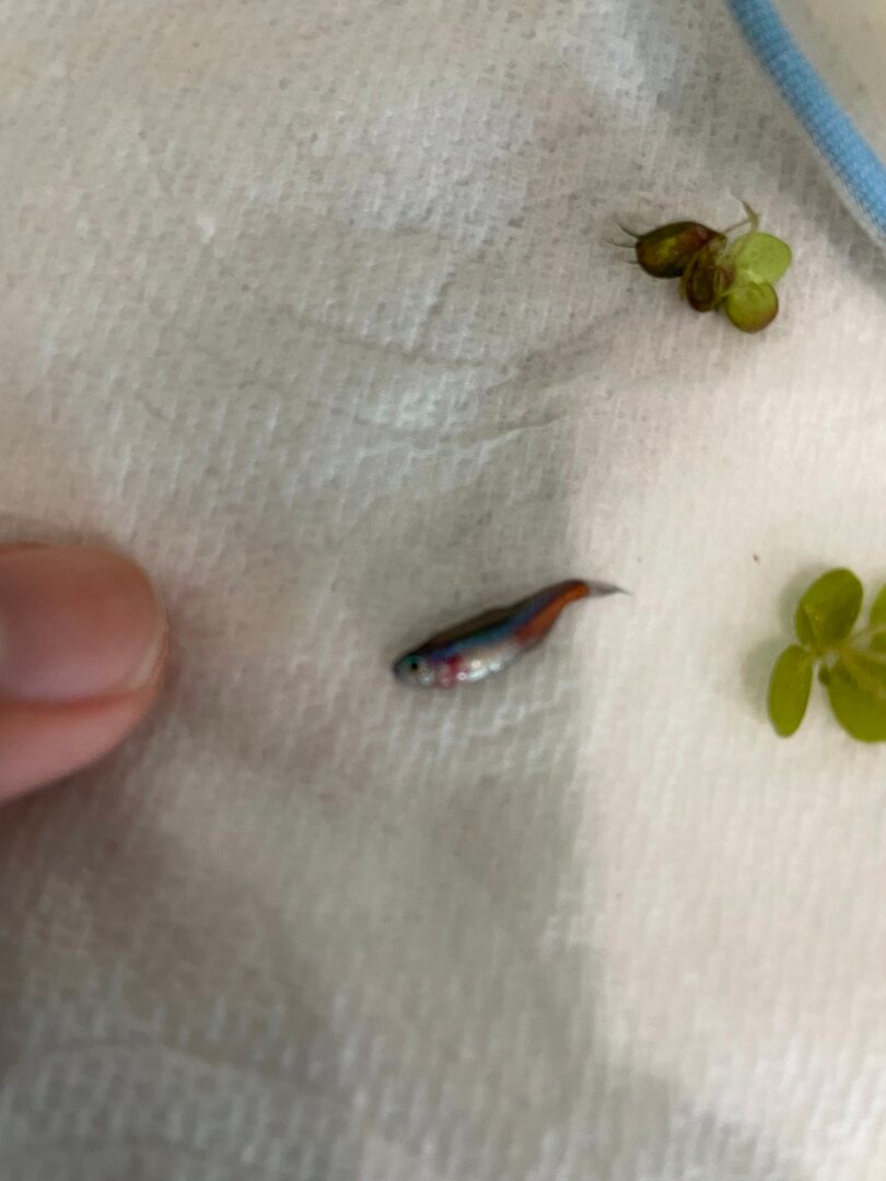 Unexpected Green Neon Tetra Death - Diseases - Aquarium Co-Op Forum