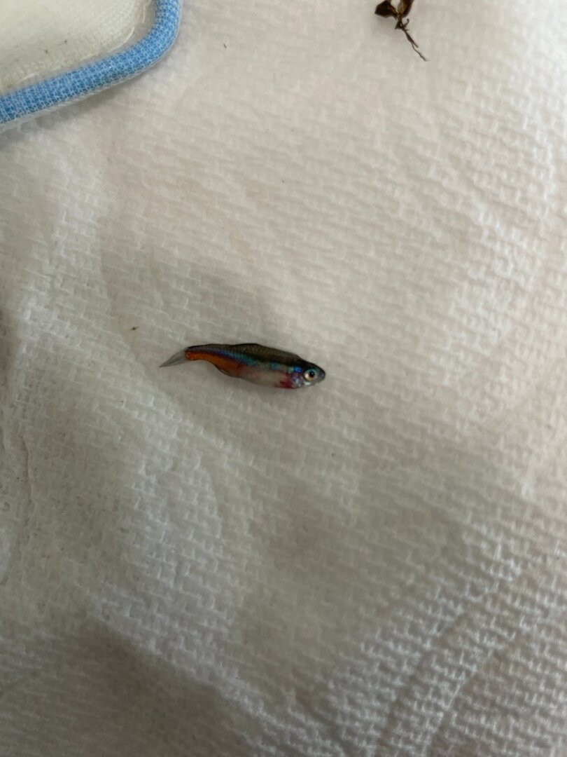 Unexpected Green Neon Tetra Death - Diseases - Aquarium Co-Op Forum