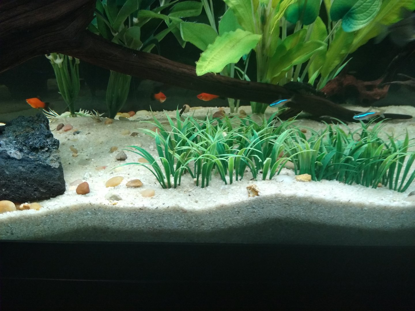 New to community tanks - General Chat - Aquarium Co-Op Forum