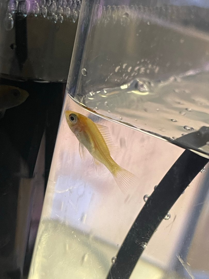 Help to diagnose what is wrong with my juvenile rams - Diseases ...