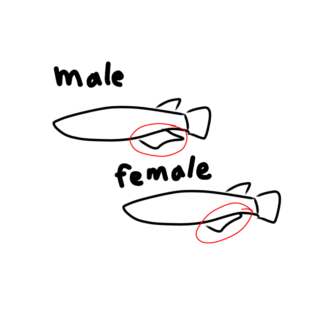 Rice fish gender identification - General Chat - Aquarium Co-Op Forum