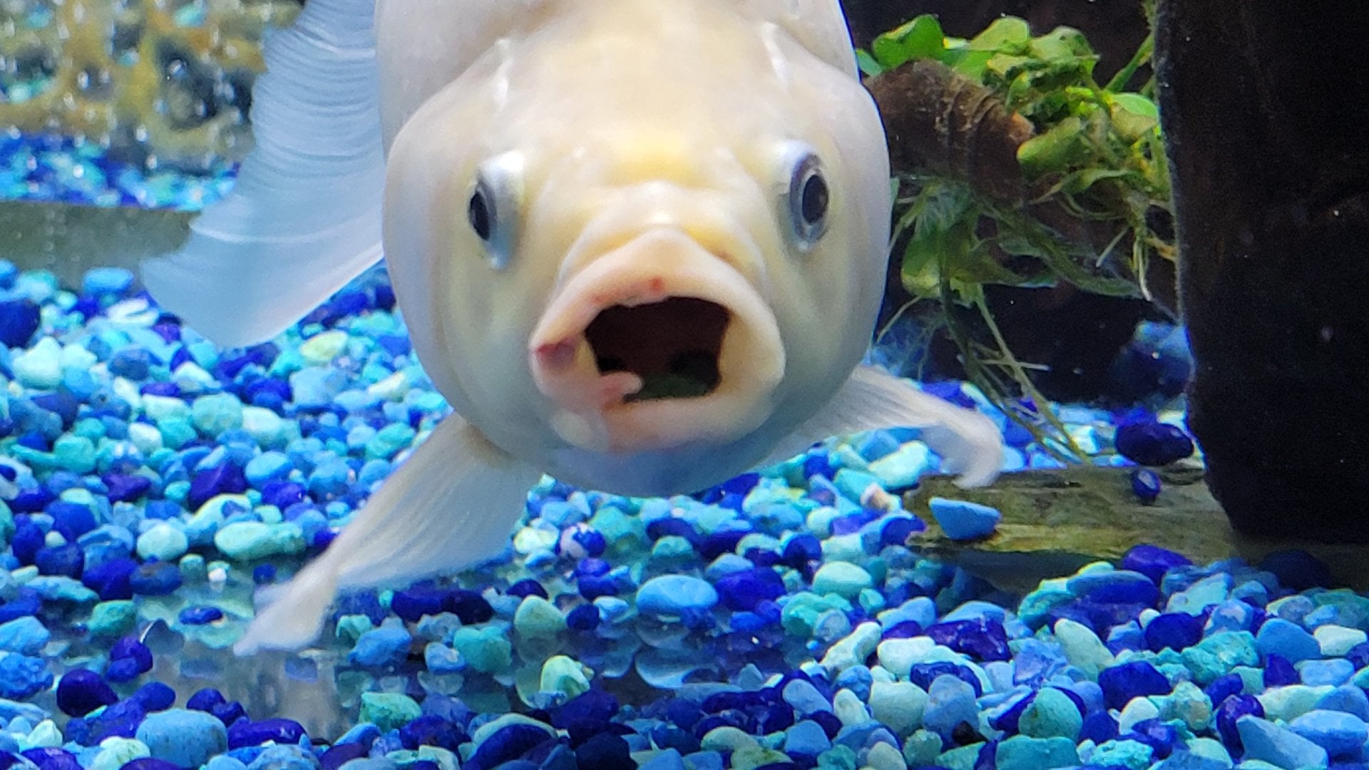 Canadian goldfish with mouth issue: help! - Diseases - Aquarium Co-Op Forum