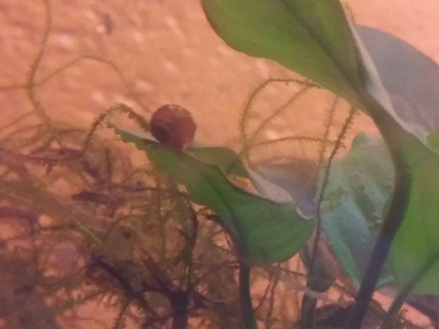 The reclamation and resuscitation of the snail habitats - Photos ...