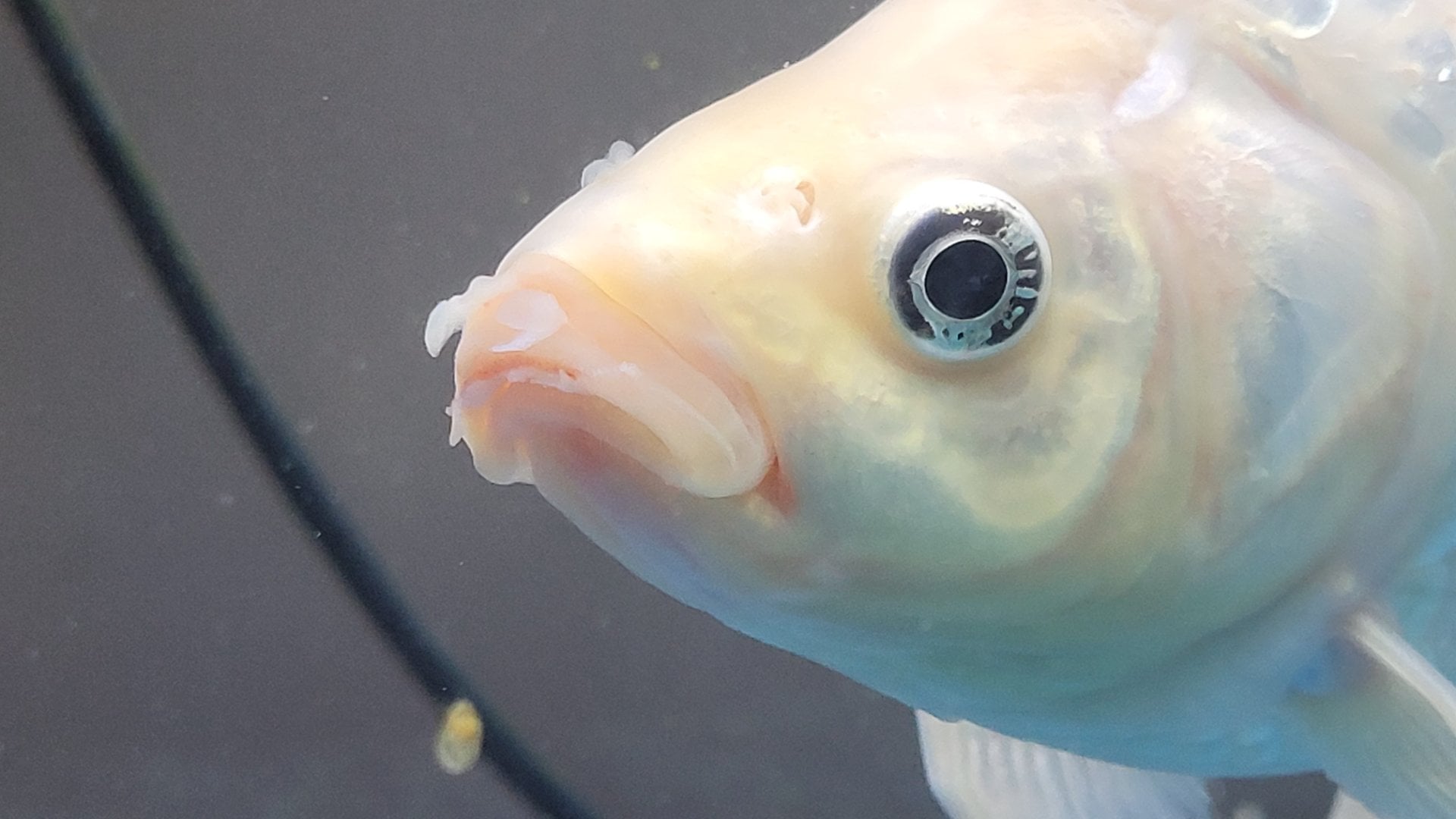 Canadian goldfish with mouth issue: help! - Diseases - Aquarium Co-Op Forum