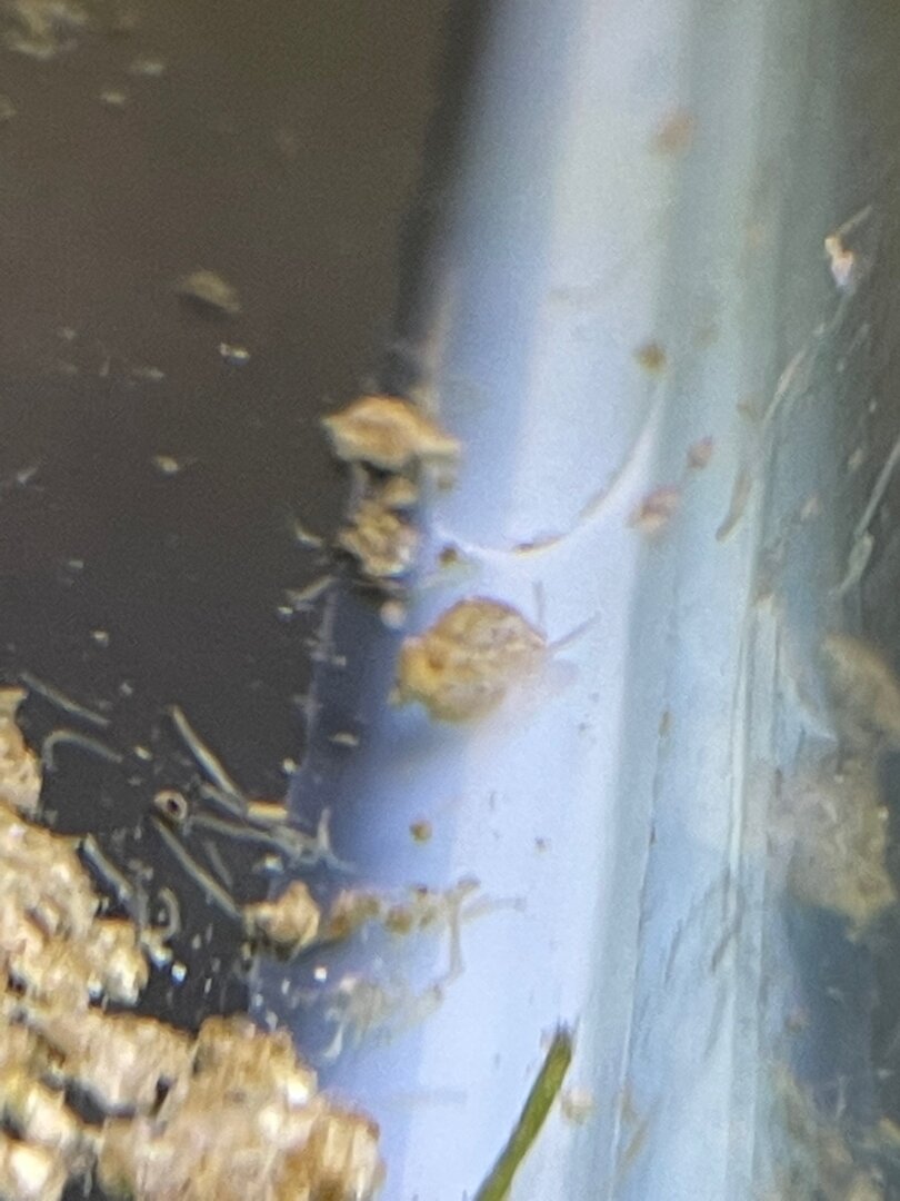 Taia naticoides Piano snails another adventure - Page 5 - Photos ...