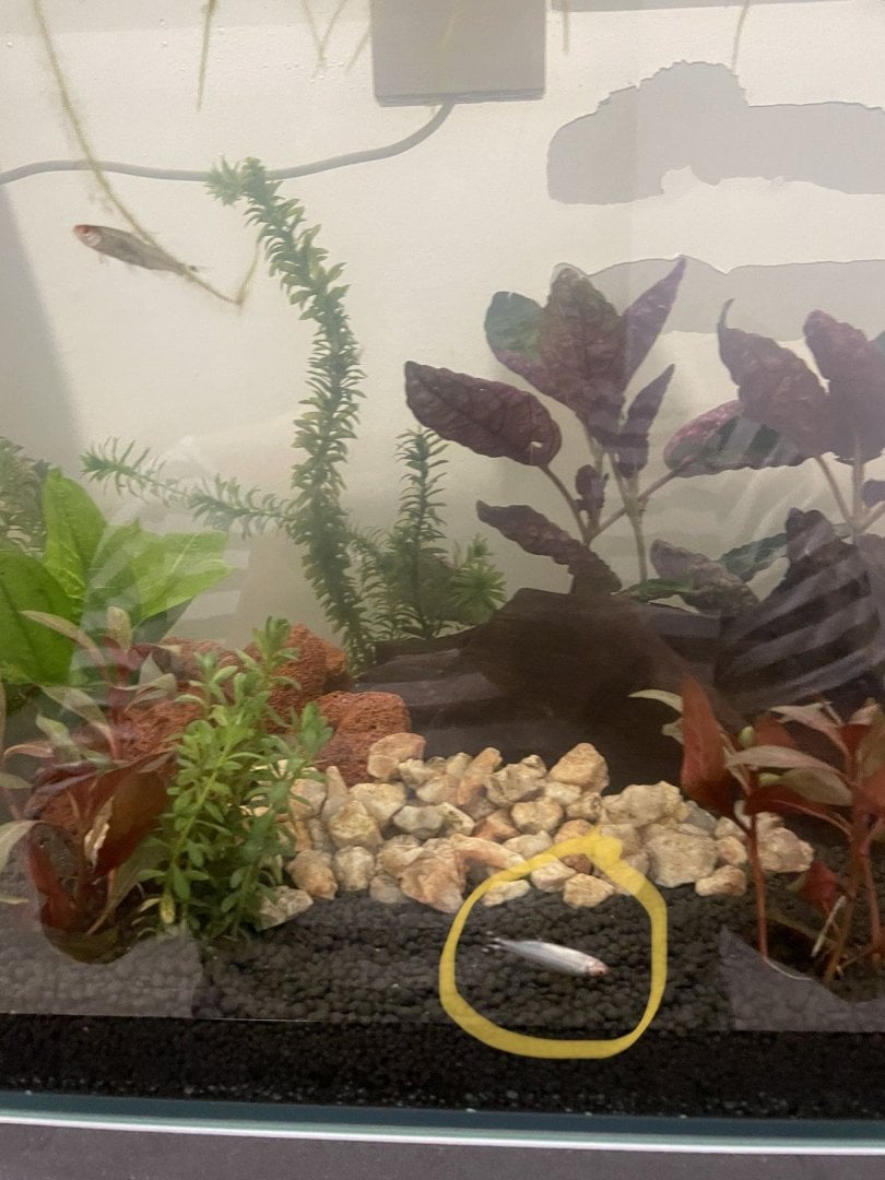 Rummy Nose Tetra Swim Bladder Issue? - Diseases - Aquarium Co-Op Forum