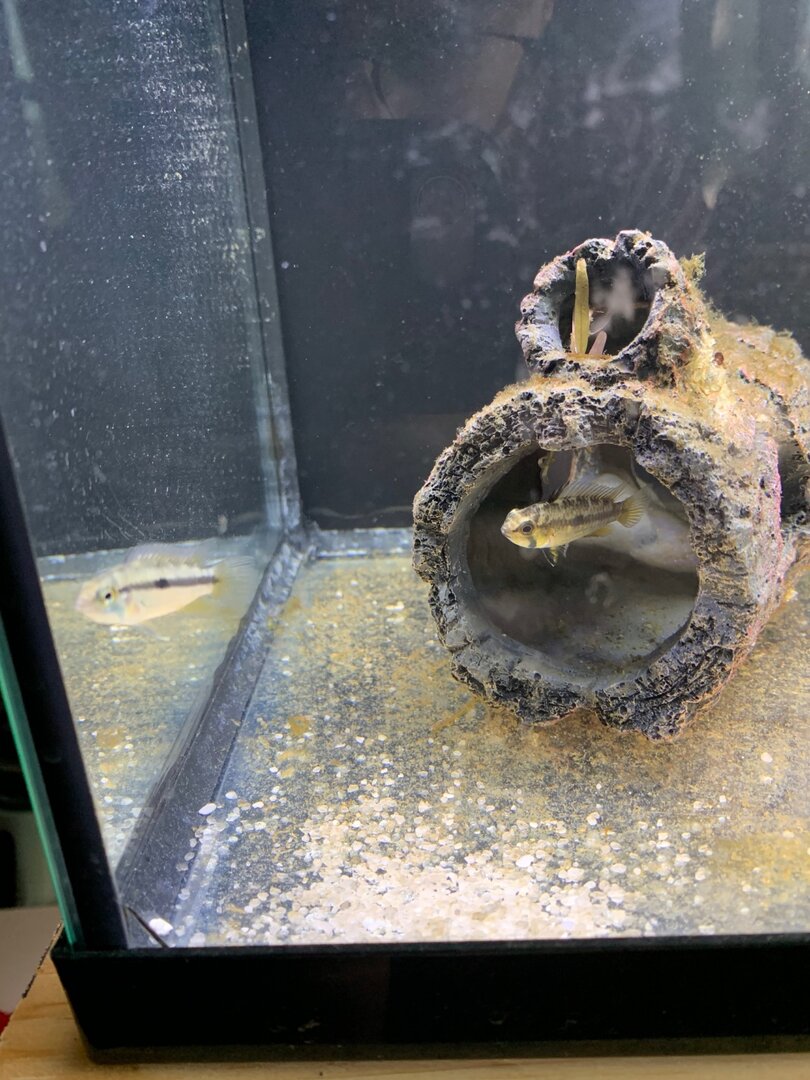 Sexing Apistos - Fish Breeding - Aquarium Co-Op Forum