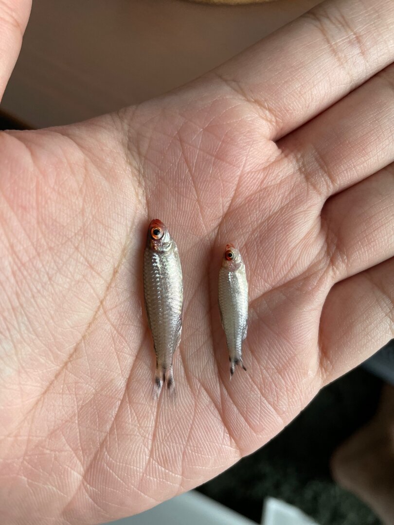 Rummy Nose Tetra Swim Bladder Issue? - Diseases - Aquarium Co-Op Forum