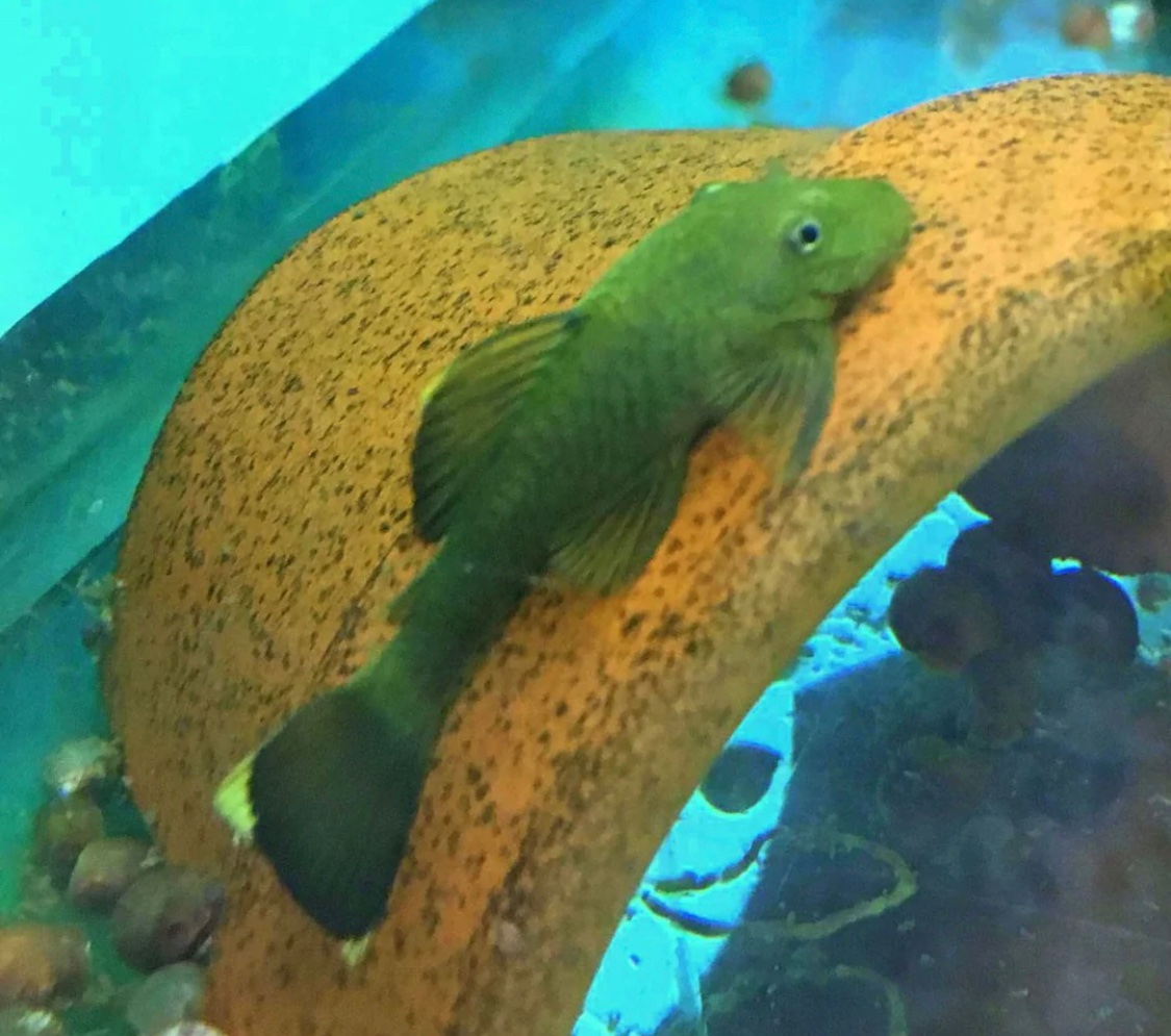 Pleco breeding - Fish Breeding - Aquarium Co-Op Forum