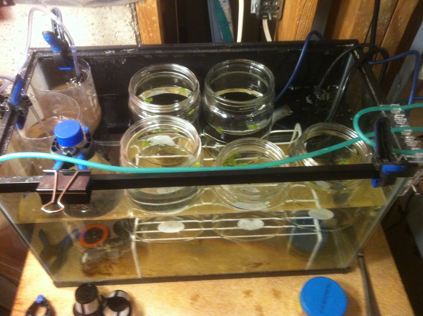 Tadpoles in my future? - Photos, Videos & Journals - Aquarium Co-Op Forum