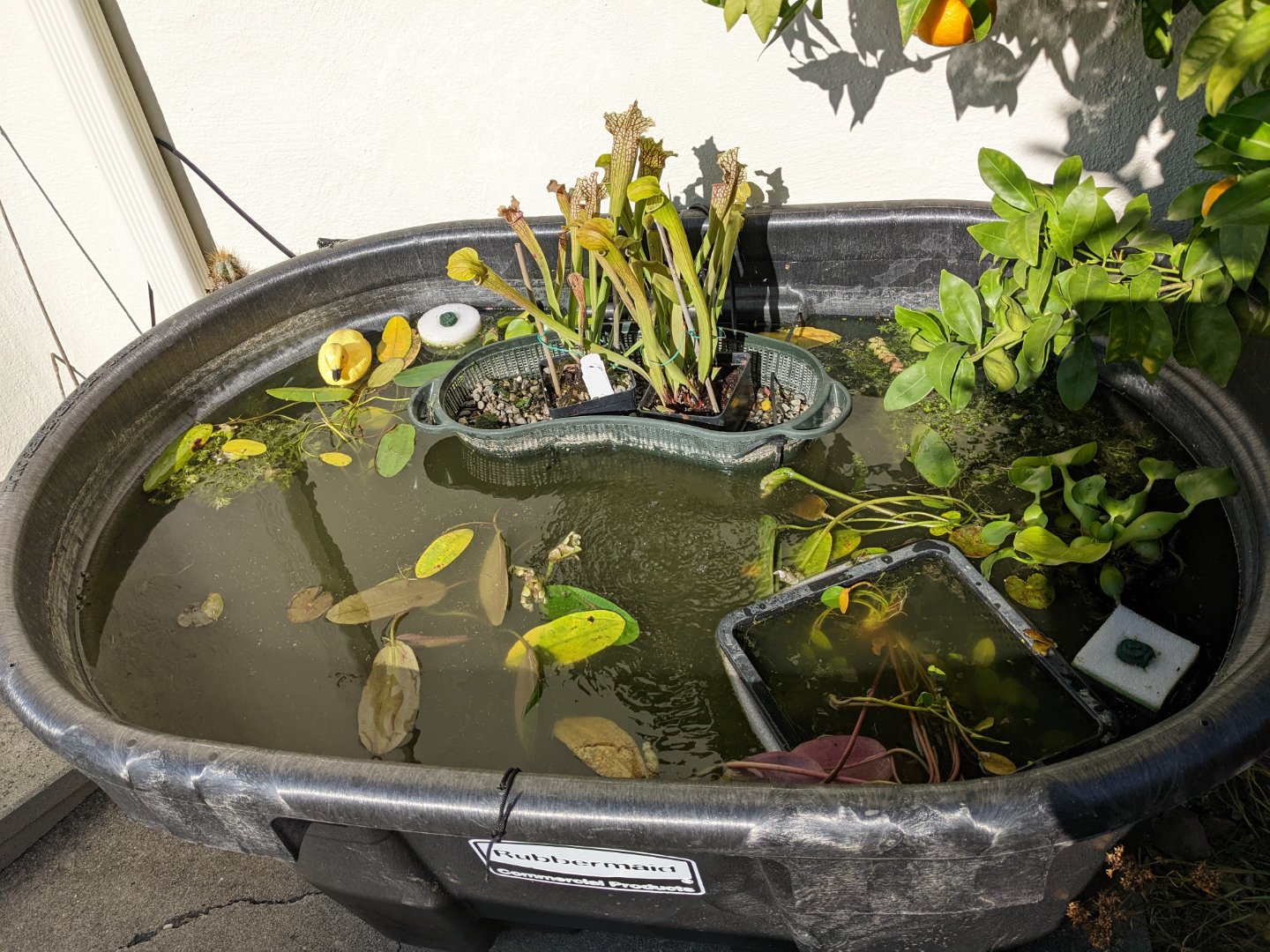 New summer tub new to the forums - General Chat - Aquarium Co-Op Forum