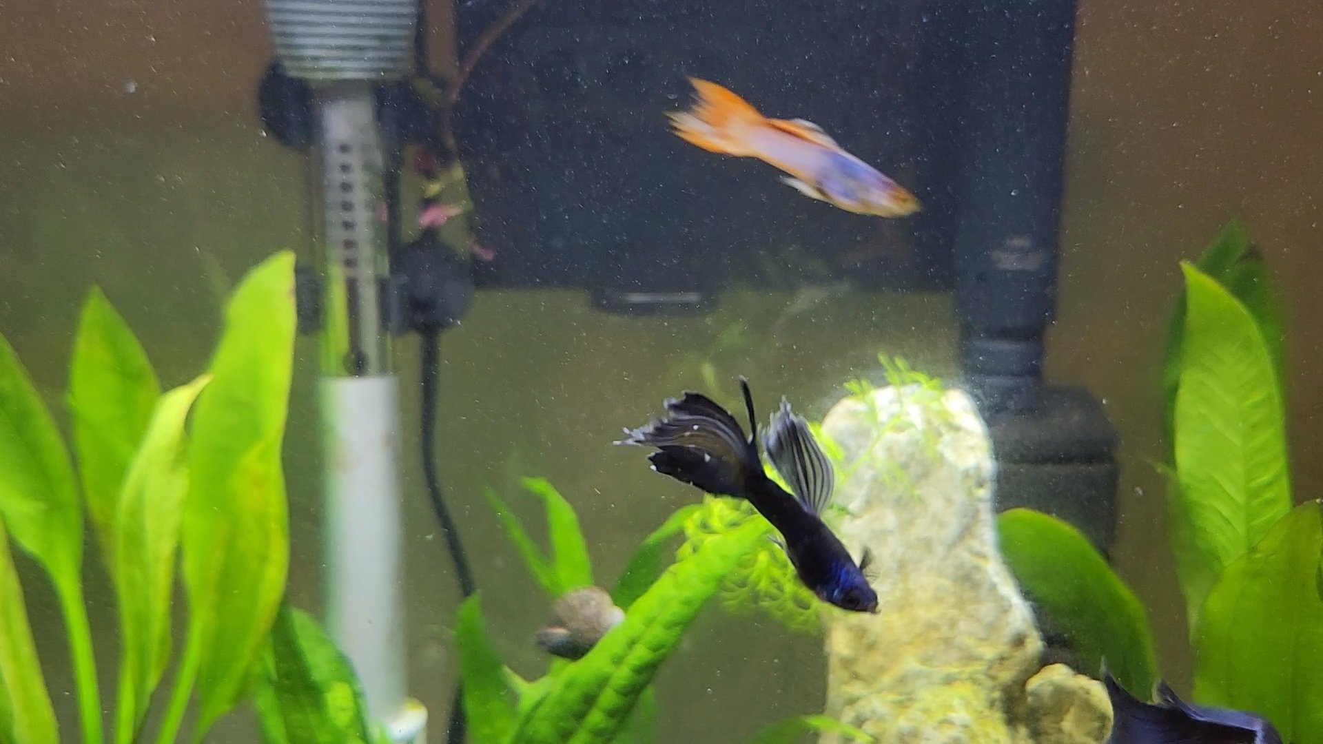 Blue Moscow ragged tail - Diseases - Aquarium Co-Op Forum