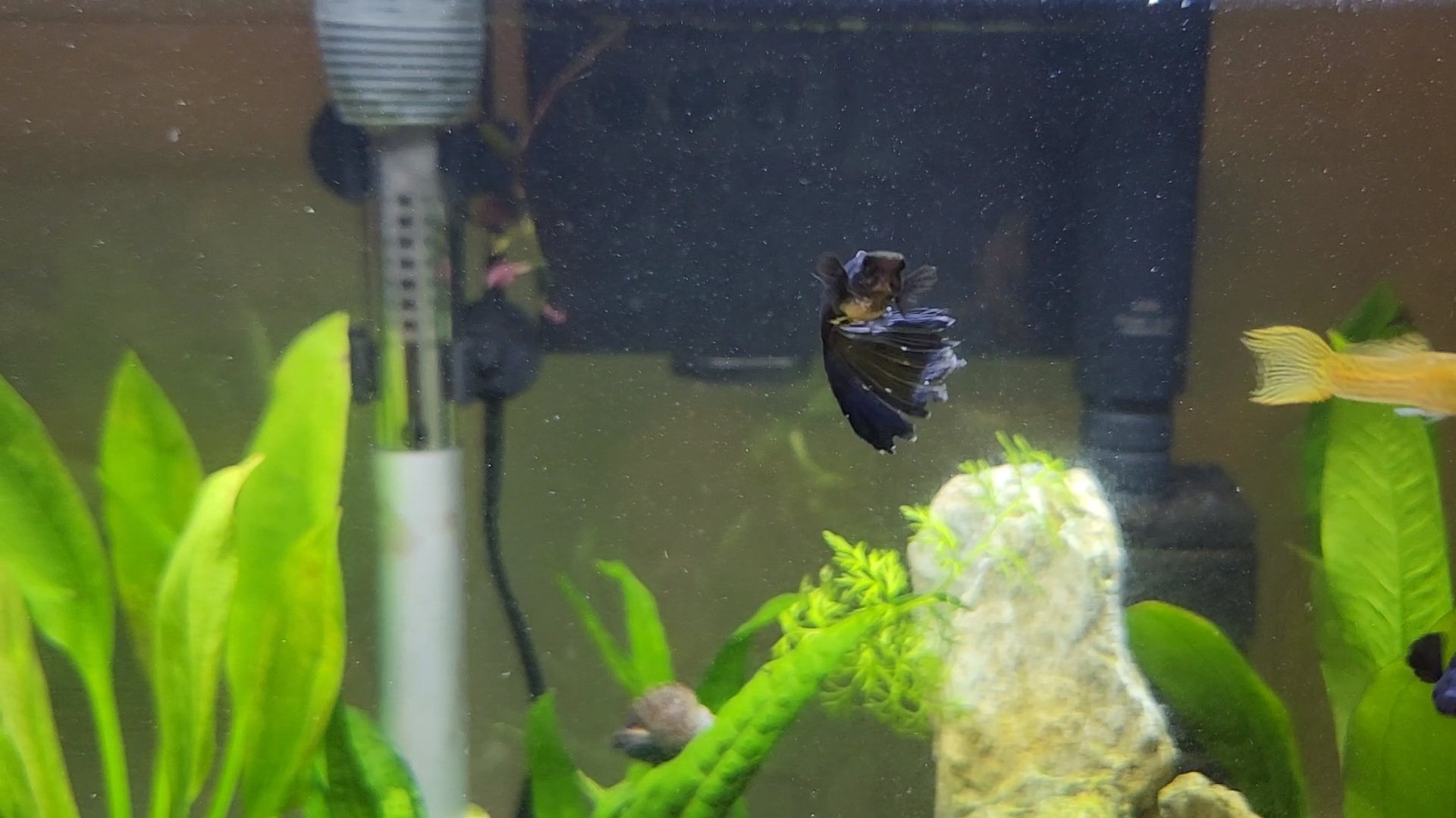 Blue Moscow ragged tail - Diseases - Aquarium Co-Op Forum