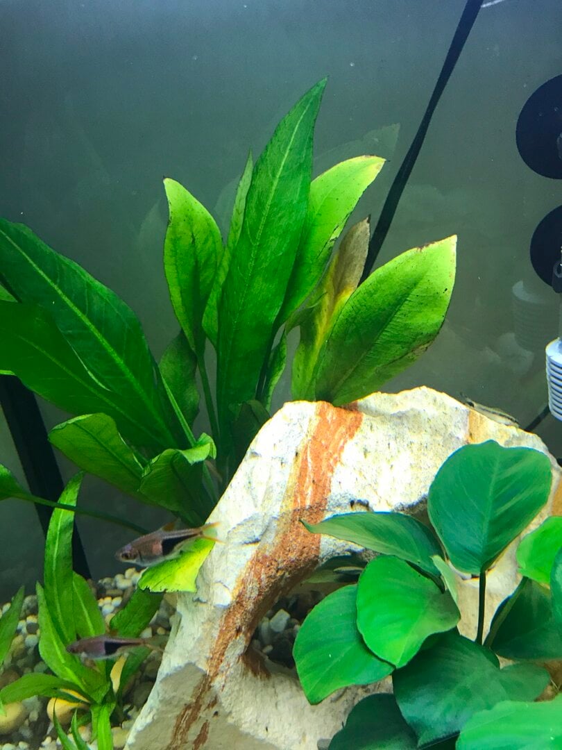 Amazon swords - General Chat - Aquarium Co-Op Forum