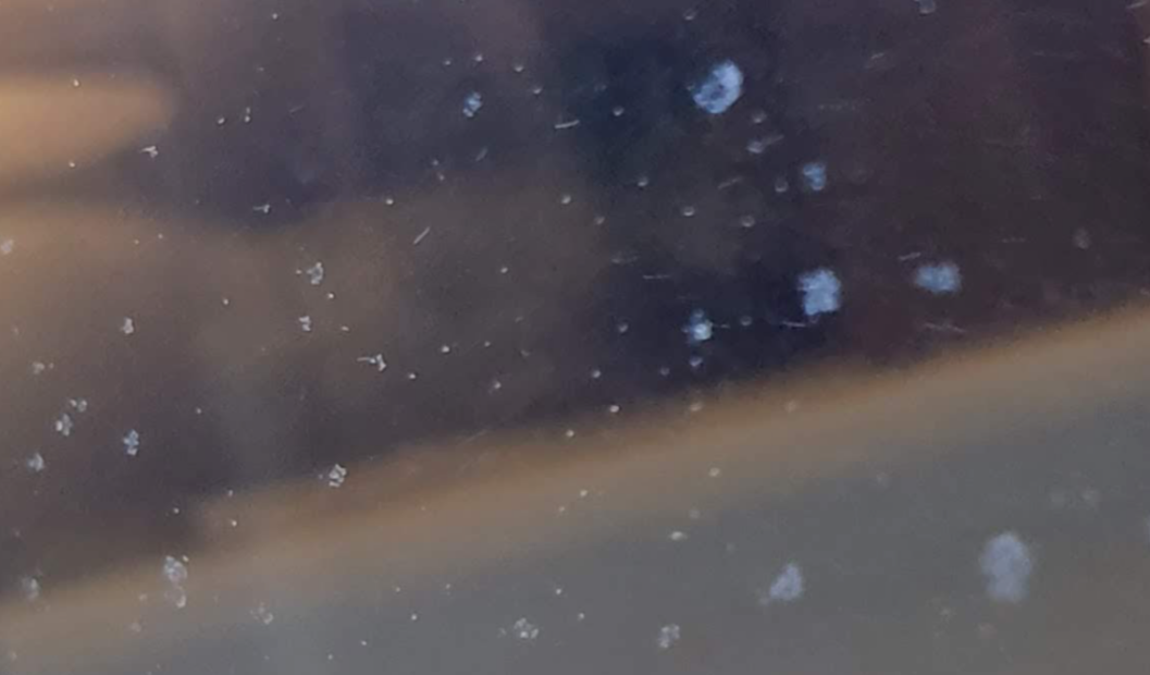 what is this fluffy dust growing on my glass - General Chat - Aquarium ...