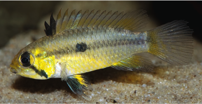 Sexing Apistos - Fish Breeding - Aquarium Co-Op Forum