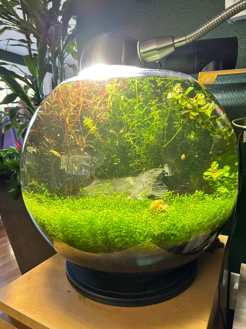 Ecosystem Tank Advice - Photos, Videos & Journals - Aquarium Co-Op Forum