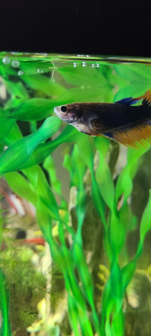 Constipated Betta? - Diseases - Aquarium Co-Op Forum