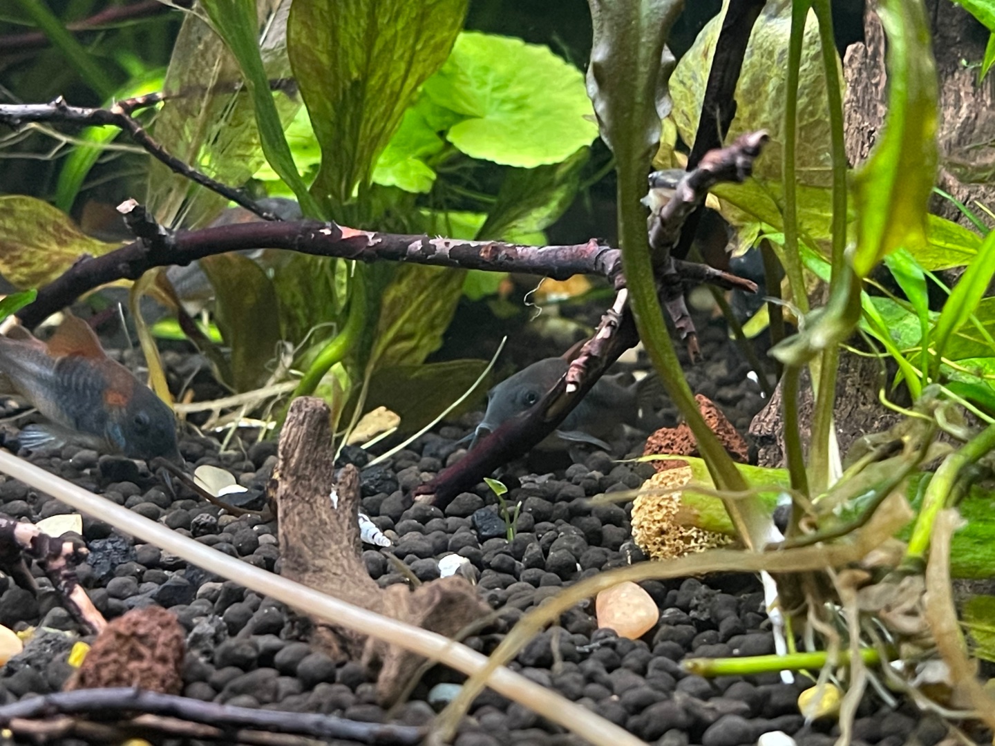 The Panda Cory Appreciation Society🐼 - Page 11 - General Chat ...