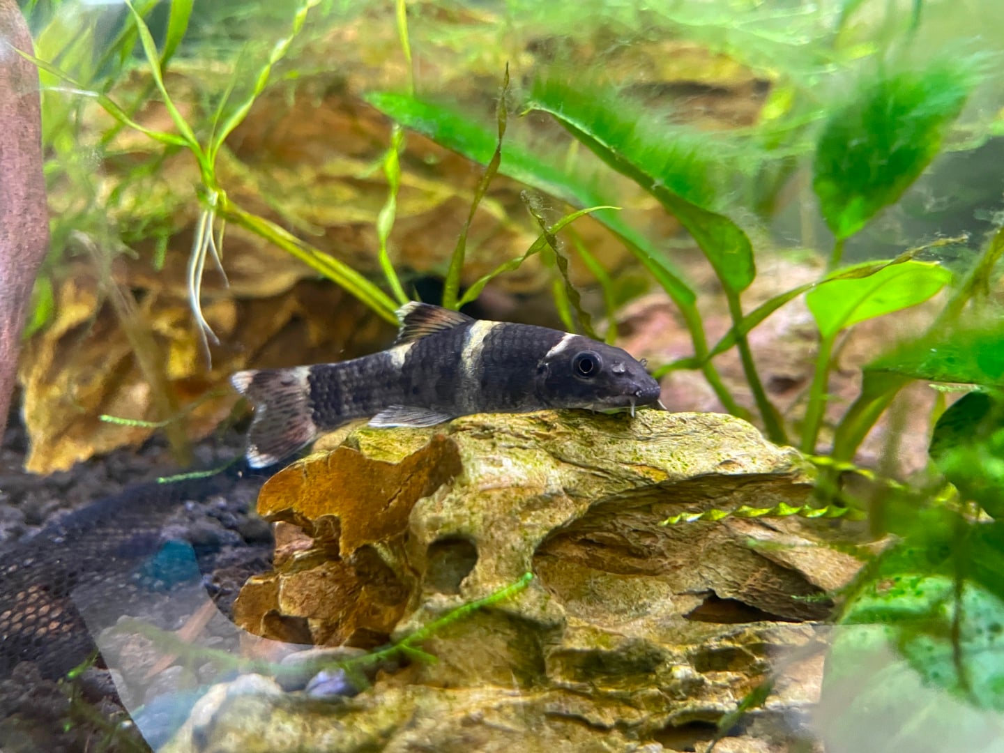 Panda Garra vs Hillstream Loach - General Chat - Aquarium Co-Op Forum