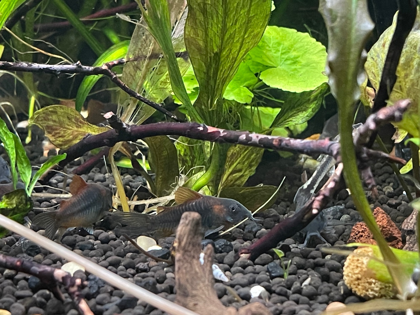 The Panda Cory Appreciation Society🐼 - Page 11 - General Chat ...