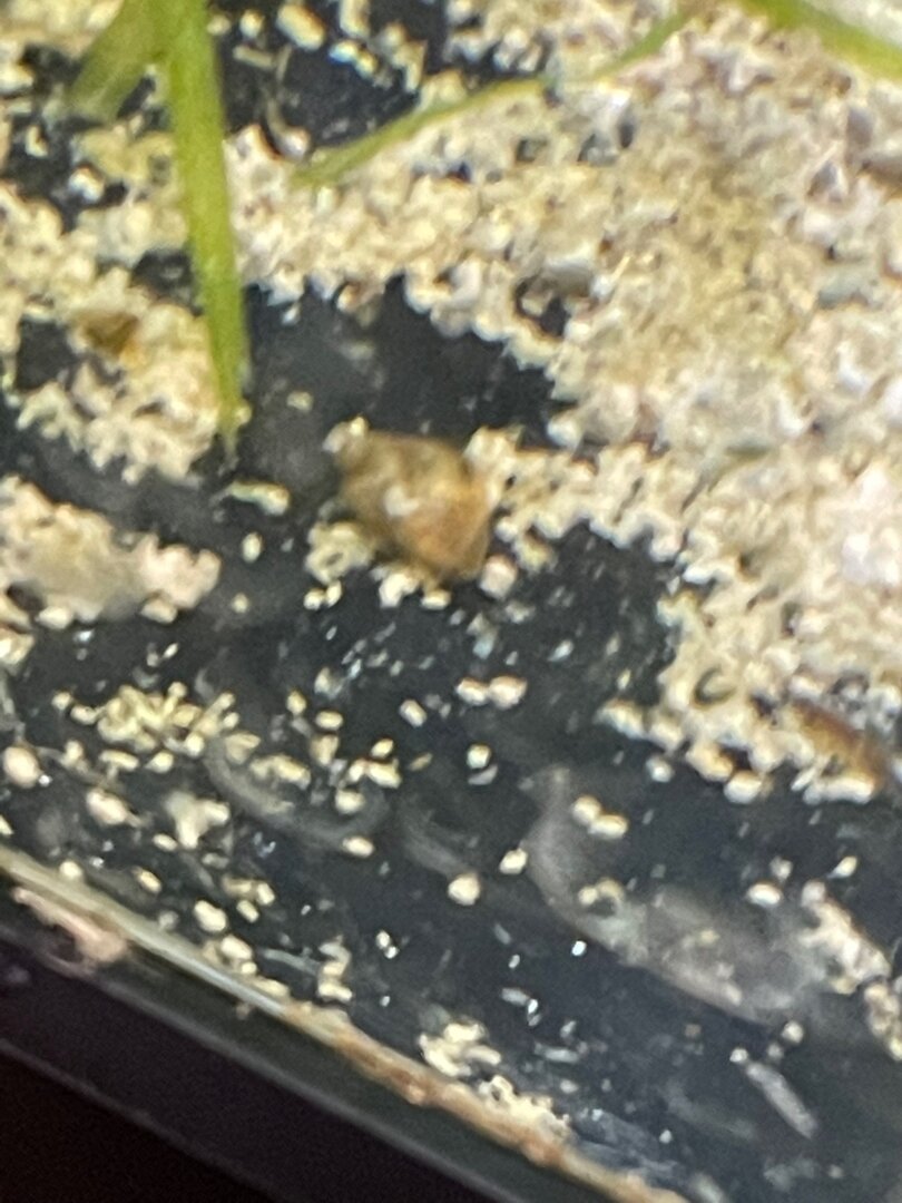 Taia naticoides Piano snails another adventure - Page 6 - Photos ...